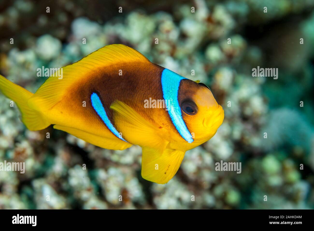 Clownfish or anemonefish are fishes from the subfamily Amphiprioninae ...