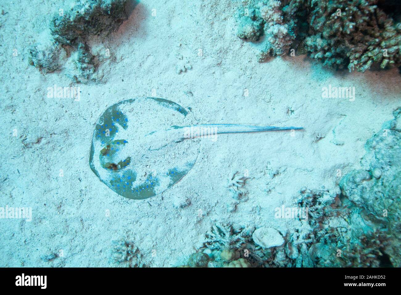 Blue spotted stingray dasyatis kuhlii indonesia hi-res stock ...