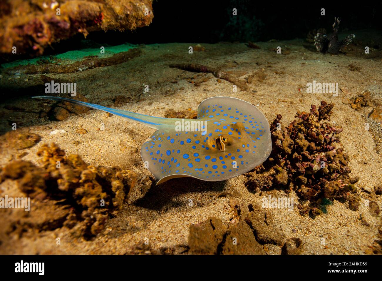 bluespotted stingray, Neotrygon kuhlii, Dasyatis kuhlii, also known as ...