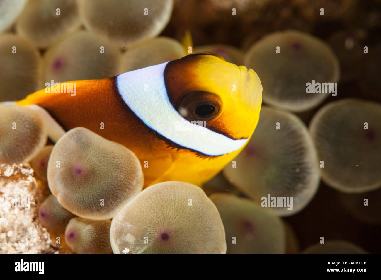 Clownfish or anemonefish are fishes from the subfamily Amphiprioninae ...