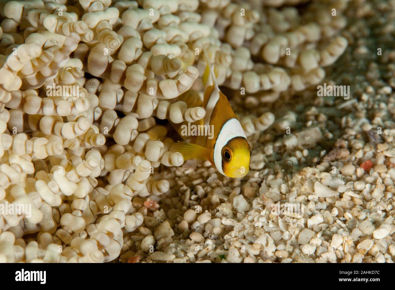 Clownfish or anemonefish are fishes from the subfamily Amphiprioninae ...