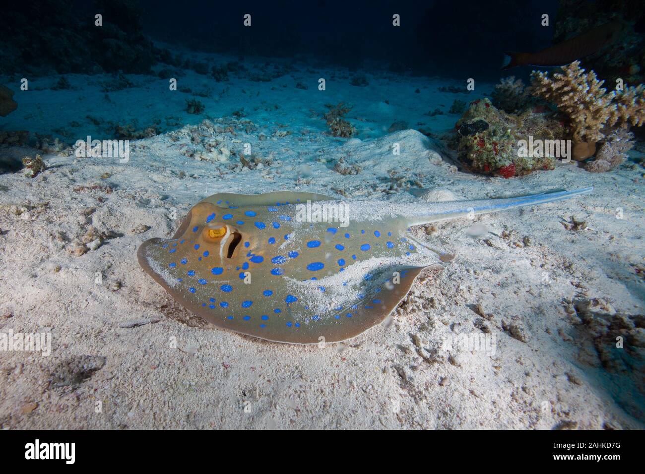 Kuhls ray hi-res stock photography and images - Alamy