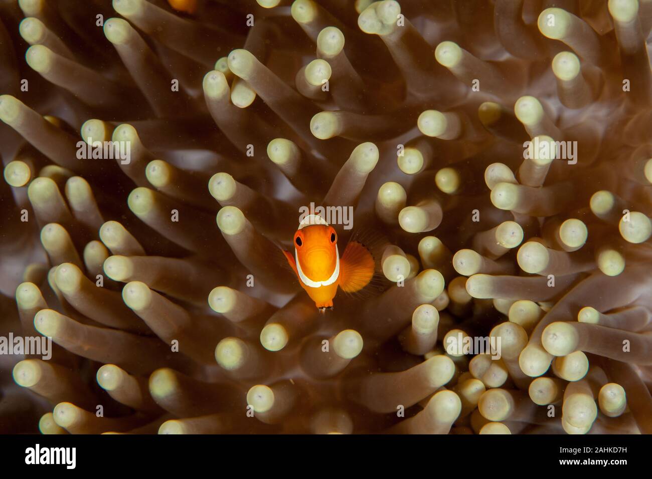Clownfish or anemonefish are fishes from the subfamily Amphiprioninae ...