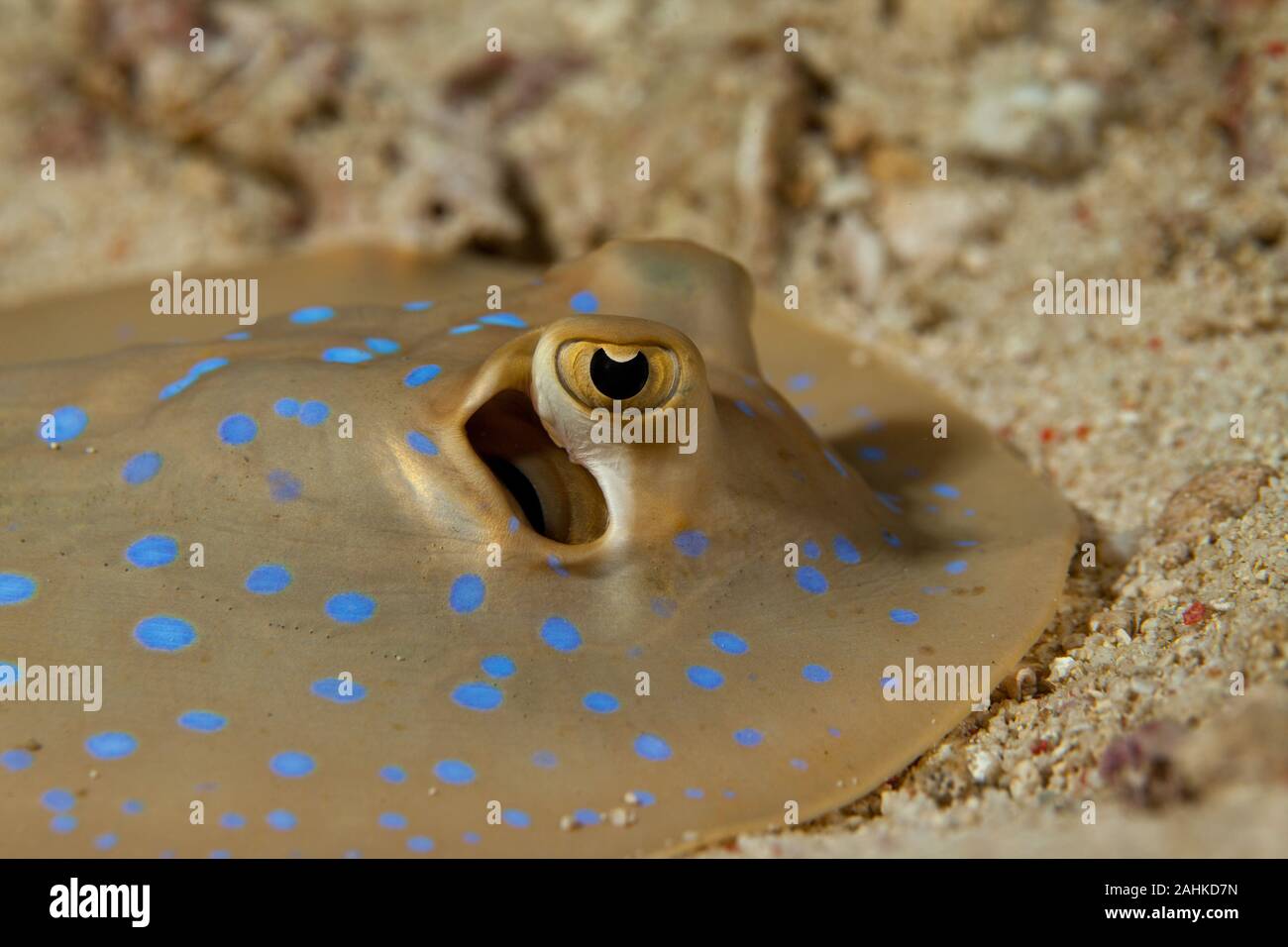 Kuhls ray hi-res stock photography and images - Alamy