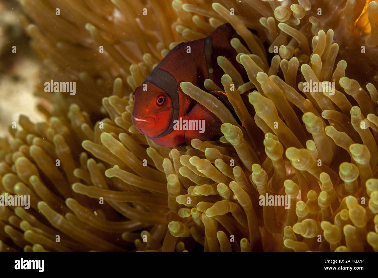 Clownfish or anemonefish are fishes from the subfamily Amphiprioninae ...