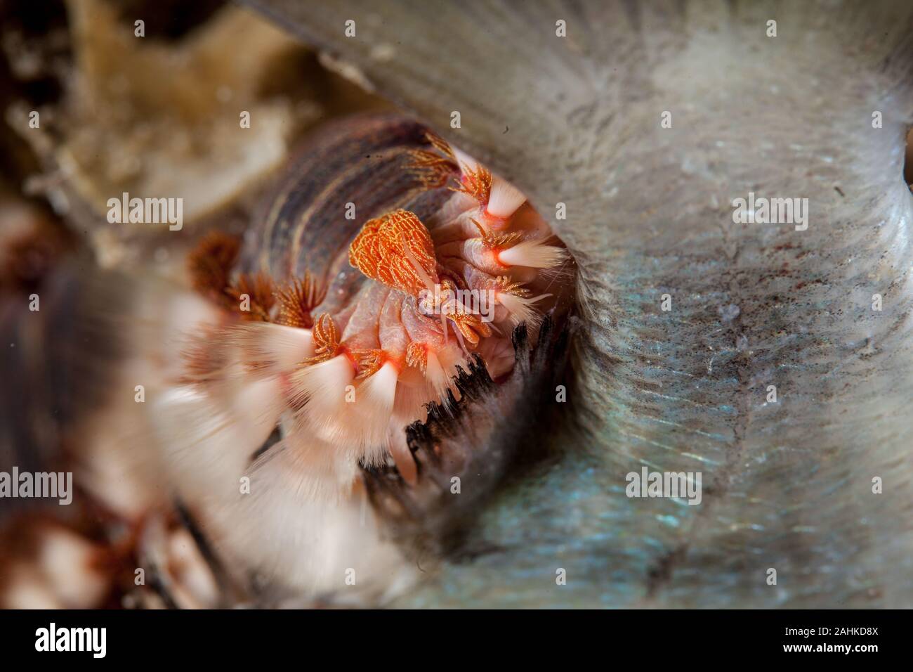 The bearded fireworm (Hermodice carunculata) is a type of marine ...