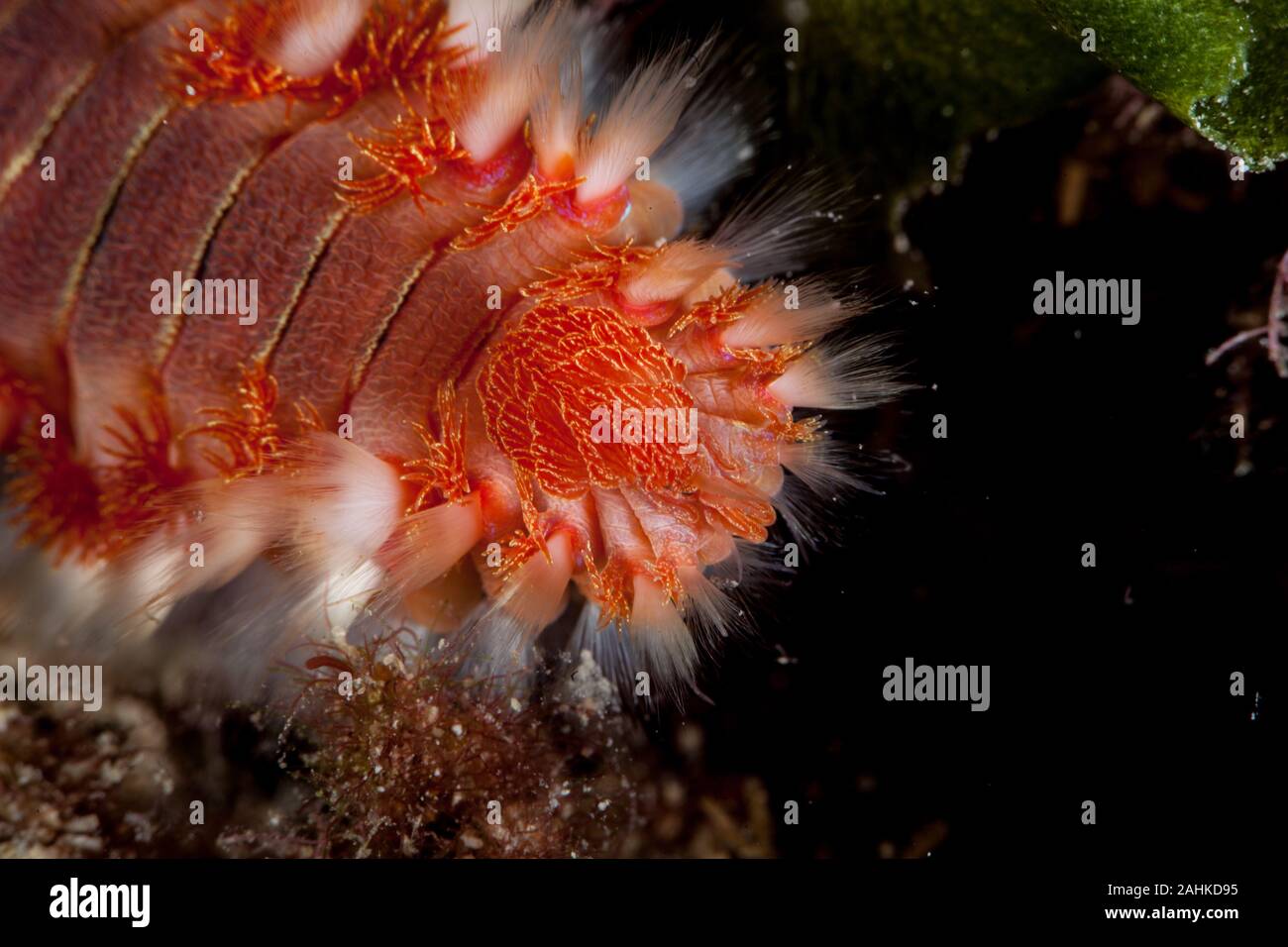 Bearded Fire Worm High Resolution Stock Photography and Images - Alamy