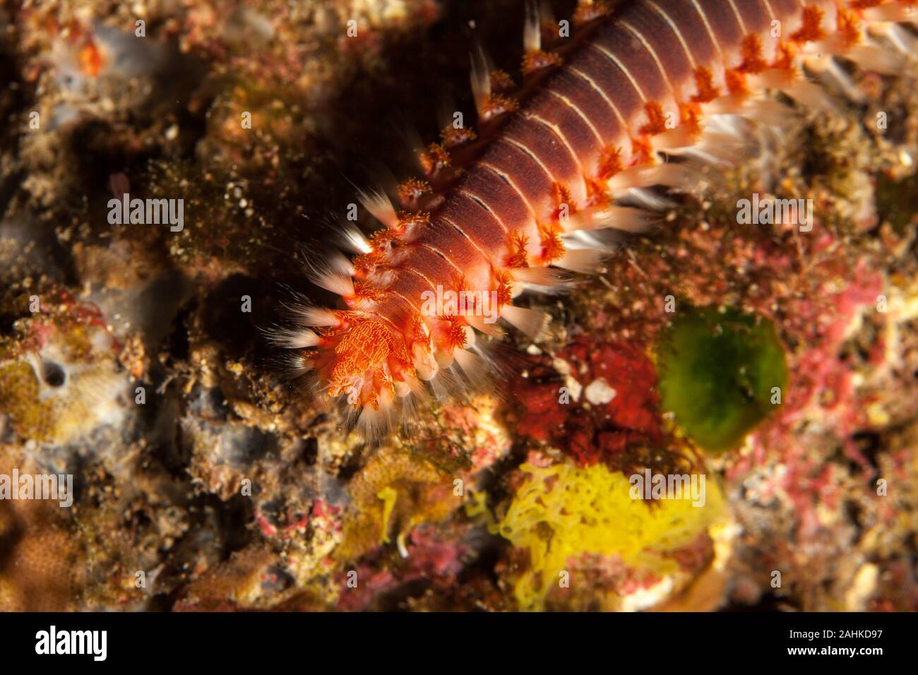 The bearded fireworm (Hermodice carunculata) is a type of marine ...