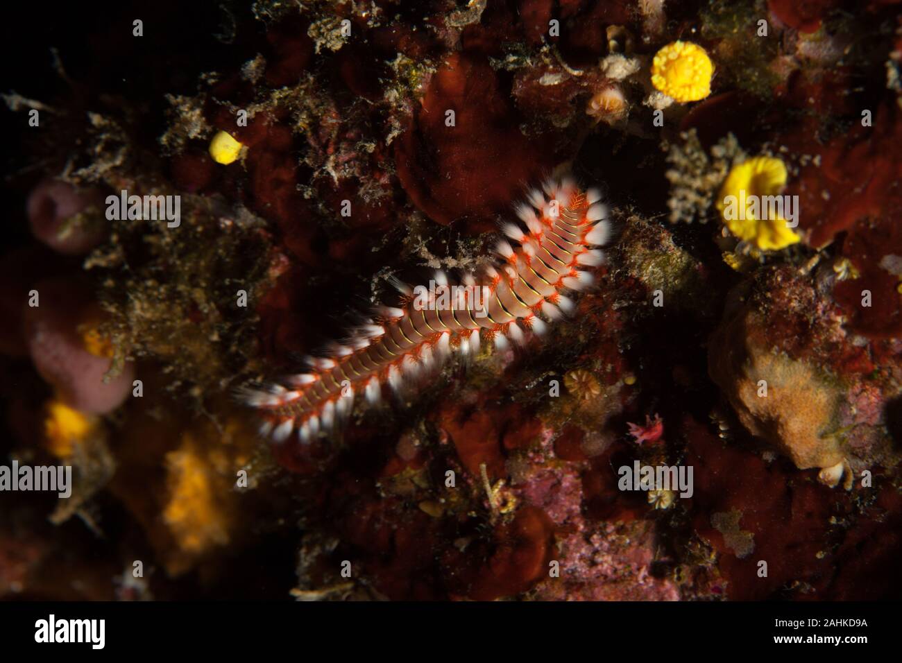 The bearded fireworm (Hermodice carunculata) is a type of marine ...