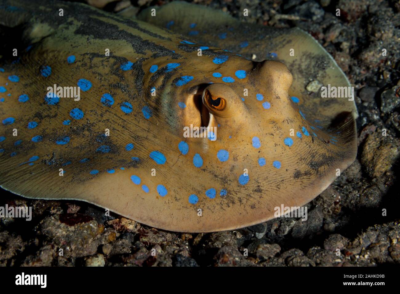 bluespotted stingray, Neotrygon kuhlii, Dasyatis kuhlii, also known as ...
