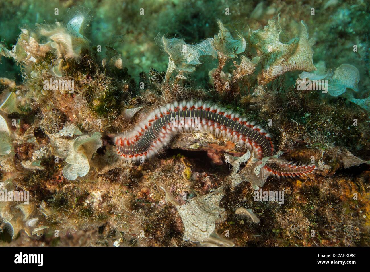 The bearded fireworm (Hermodice carunculata) is a type of marine ...