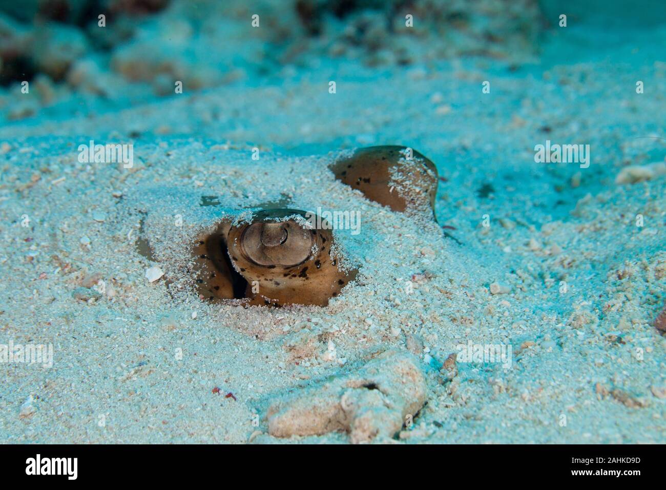 bluespotted stingray, Neotrygon kuhlii, Dasyatis kuhlii, also known as ...