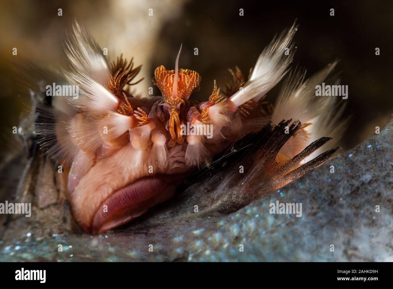 The bearded fireworm (Hermodice carunculata) is a type of marine ...