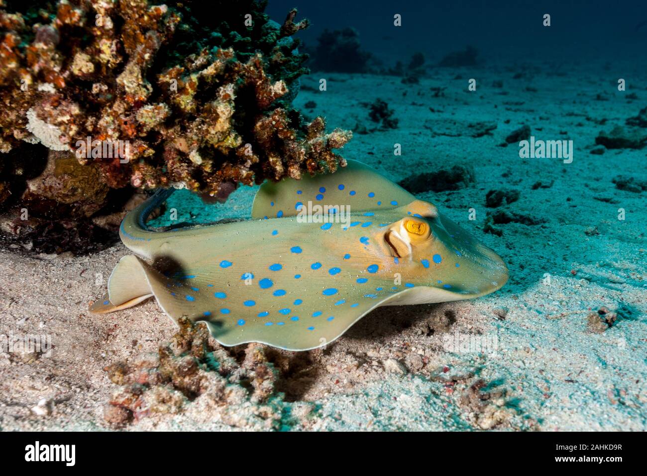 bluespotted stingray, Neotrygon kuhlii, Dasyatis kuhlii, also known as ...