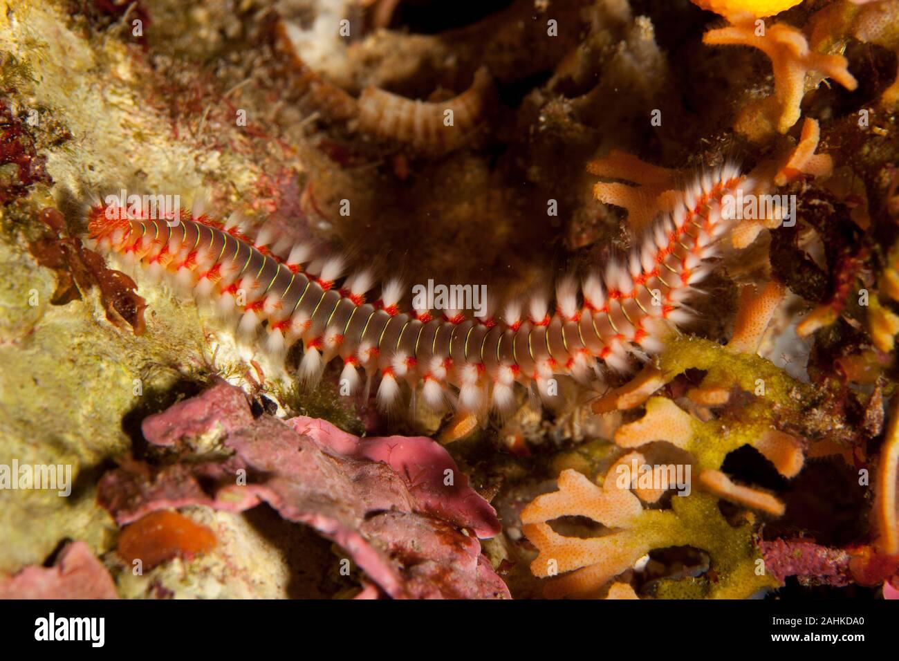 The bearded fireworm (Hermodice carunculata) is a type of marine ...