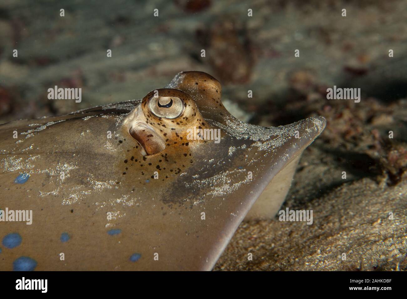 Stingray neotrygon kuhlii hi-res stock photography and images - Alamy