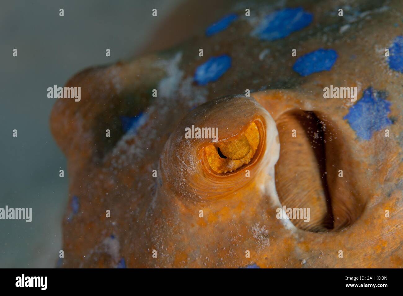 bluespotted stingray, Neotrygon kuhlii, Dasyatis kuhlii, also known as ...