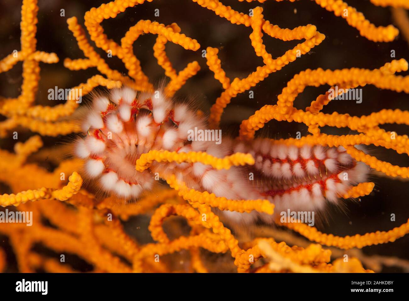 The bearded fireworm (Hermodice carunculata) is a type of marine ...
