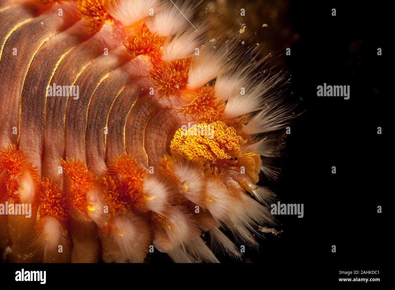 The bearded fireworm (Hermodice carunculata) is a type of marine ...