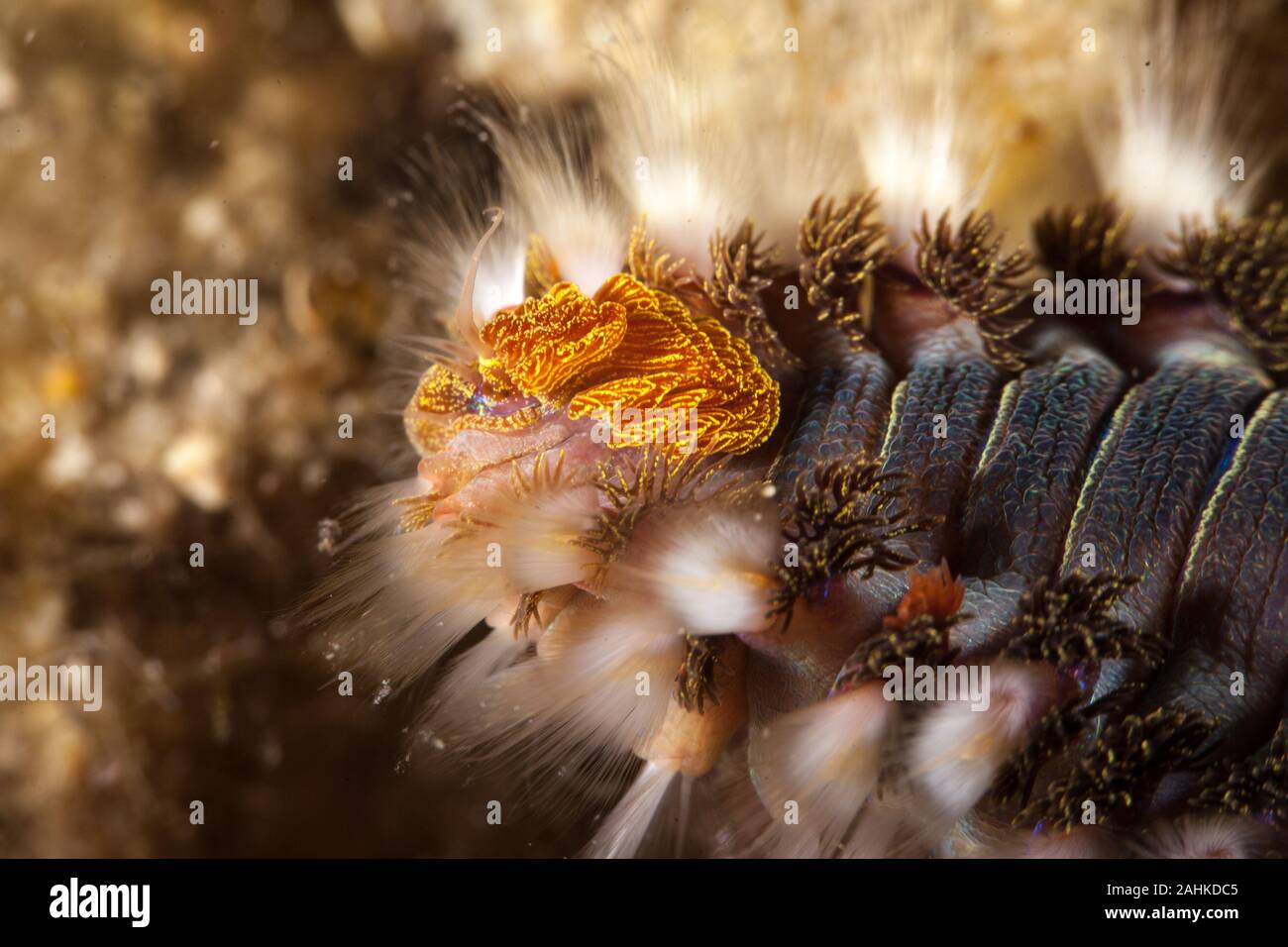 The bearded fireworm (Hermodice carunculata) is a type of marine ...