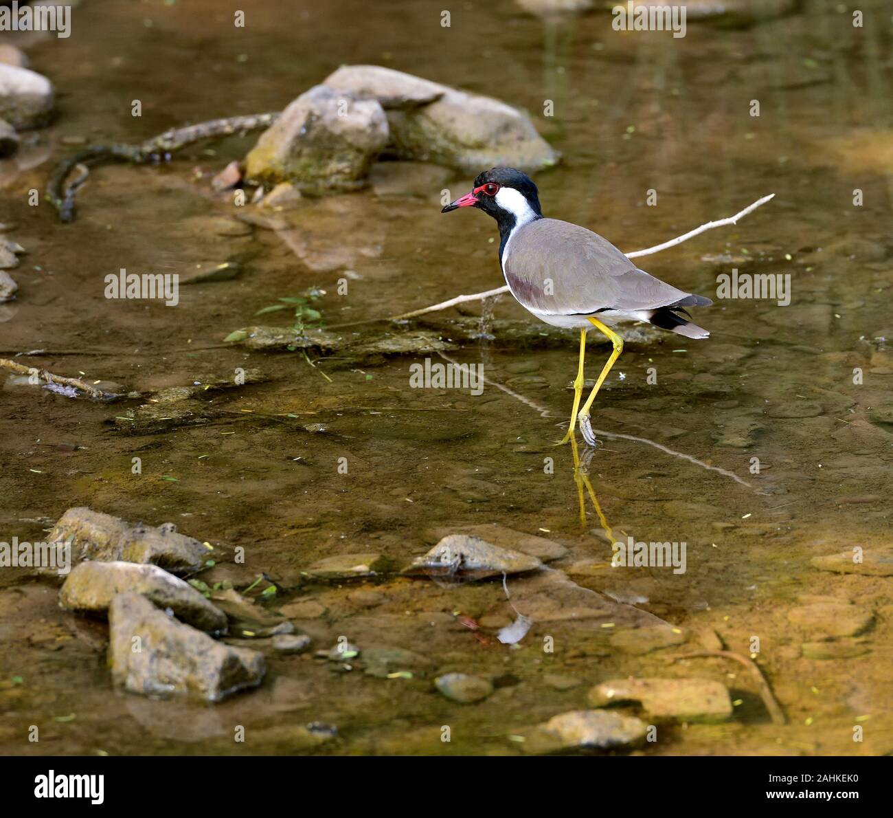 Red-wattled lapwing searching for food Stock Photo - Alamy