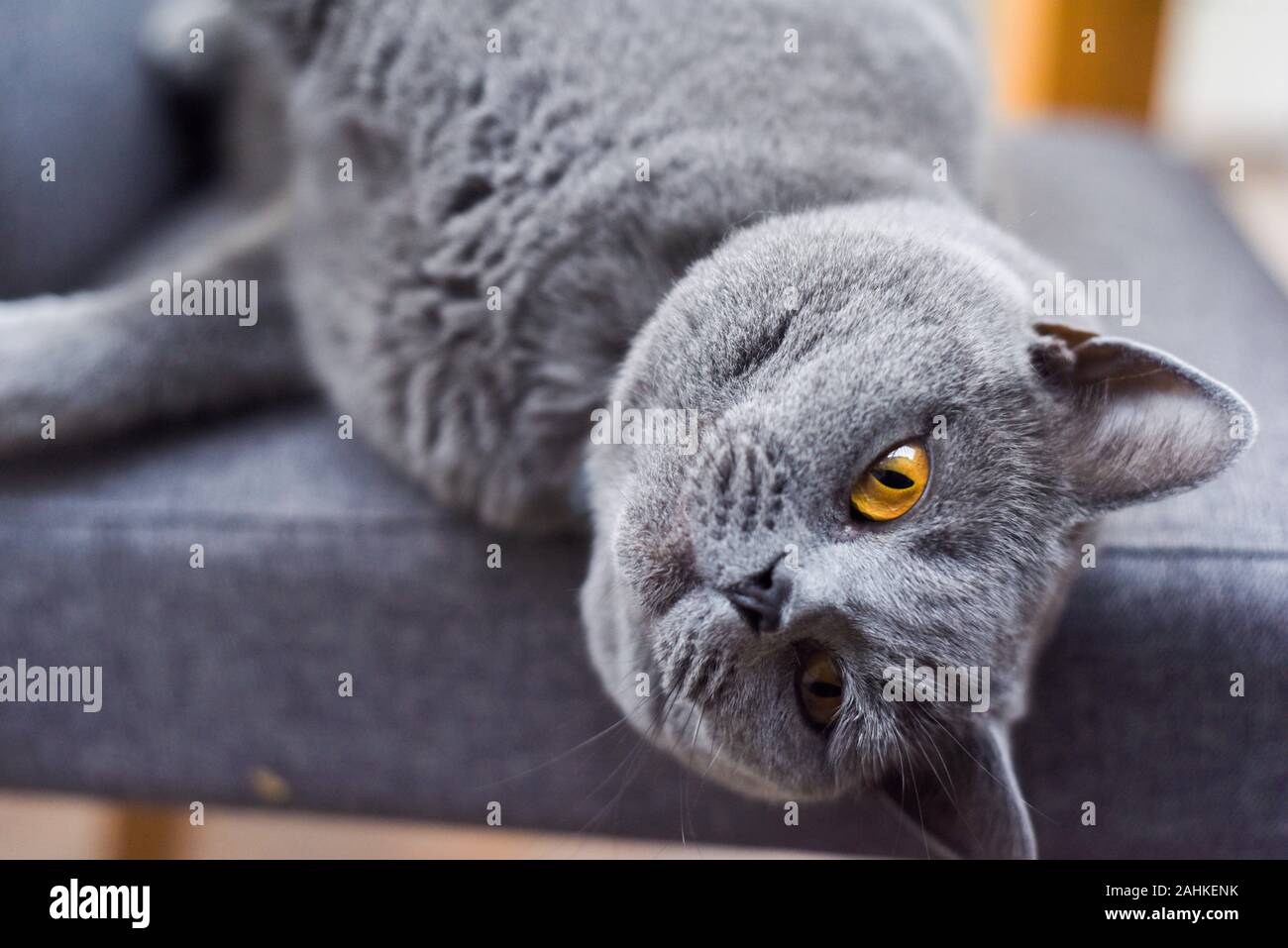 Dark grey domestic cat rests at home loking towards the camera Stock ...