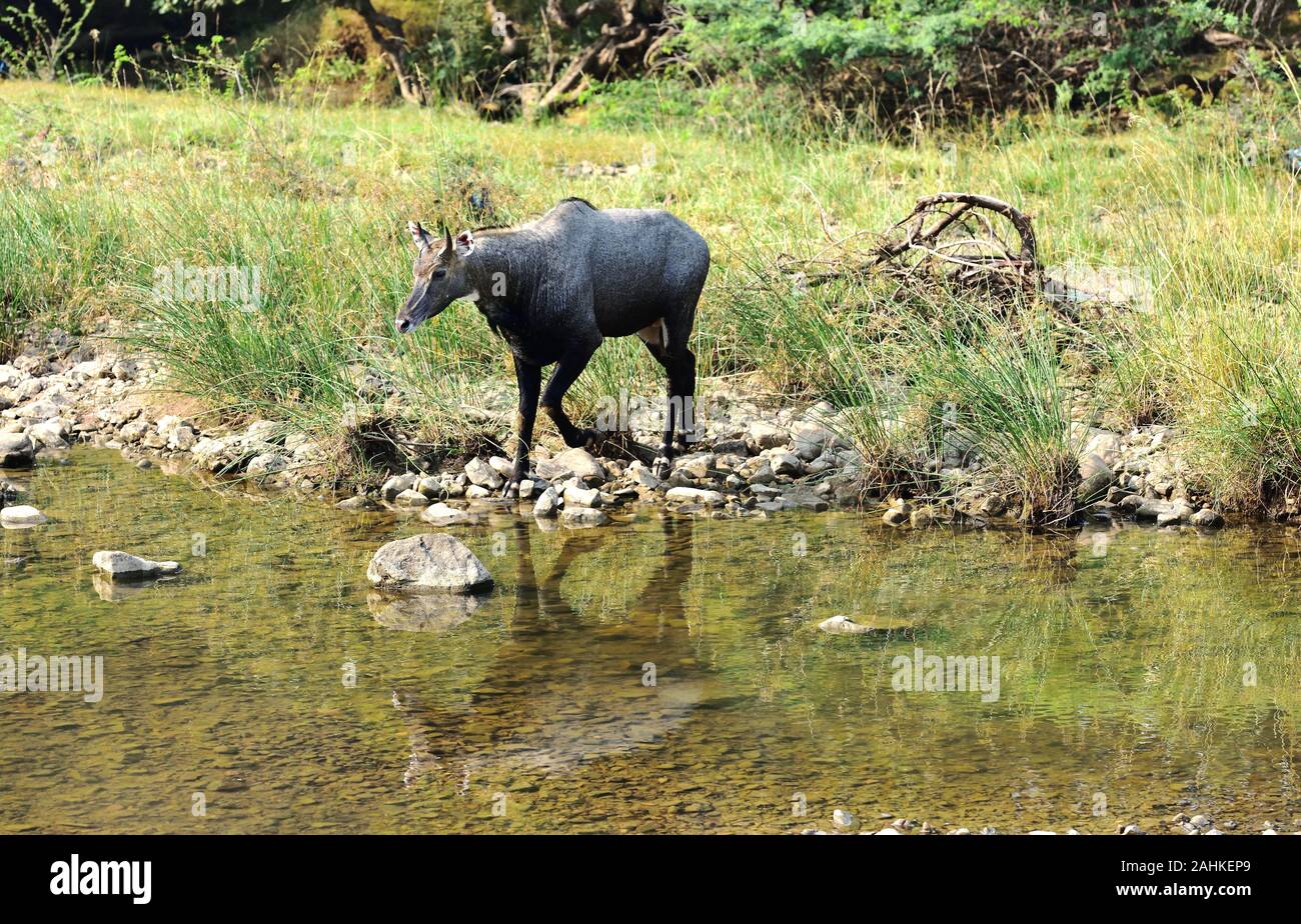 Male Blue deer crossing the river Stock Photo - Alamy