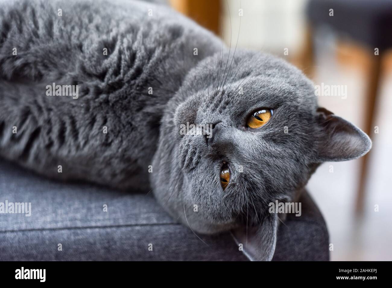 Dark grey domestic cat rests at home loking towards the camera Stock ...