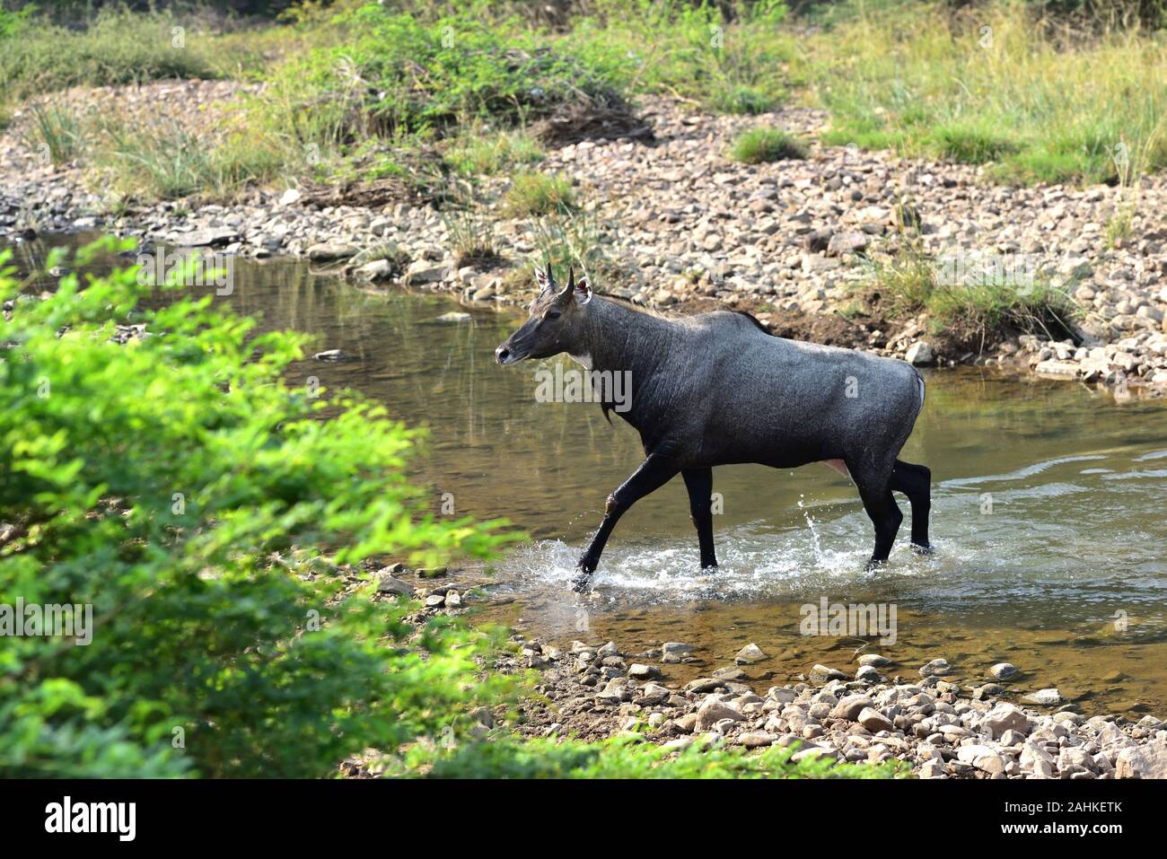 Male Blue deer crossing the river Stock Photo - Alamy
