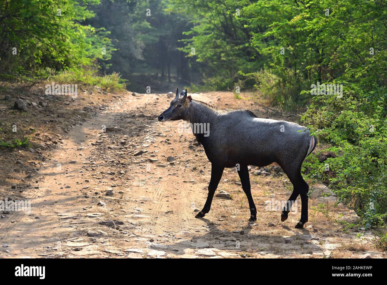 Dirt rod hi-res stock photography and images - Alamy