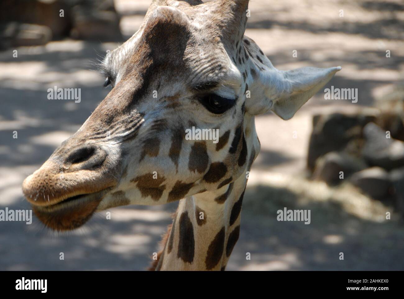 visiting the zoo Stock Photo - Alamy