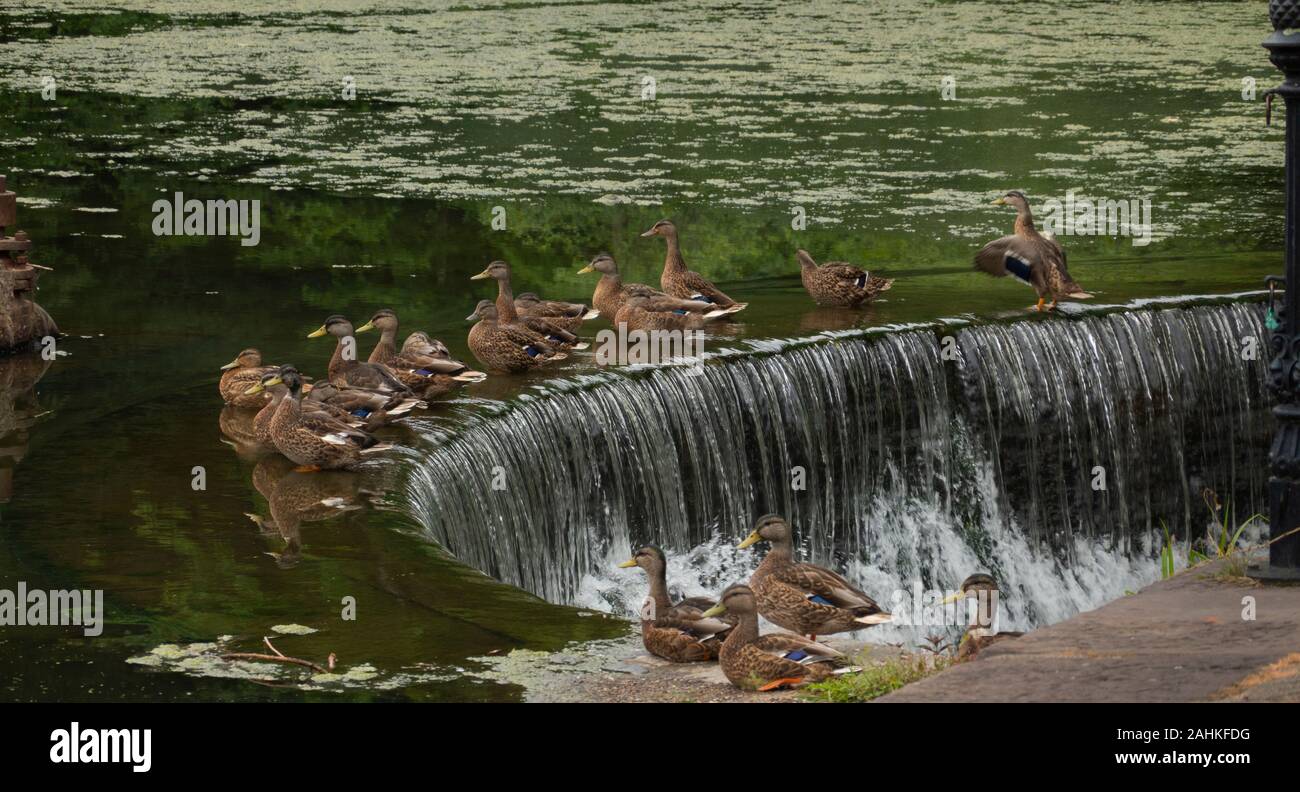 Forest Park gardens in Springfield Massachusetts Stock Photo - Alamy