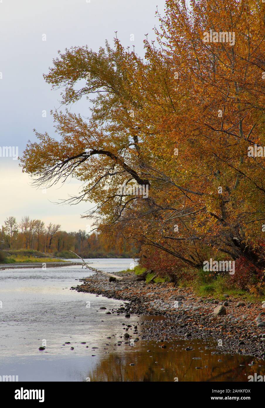 Bow River in autumn with trees in fall colors in Calgary Alberta Stock ...