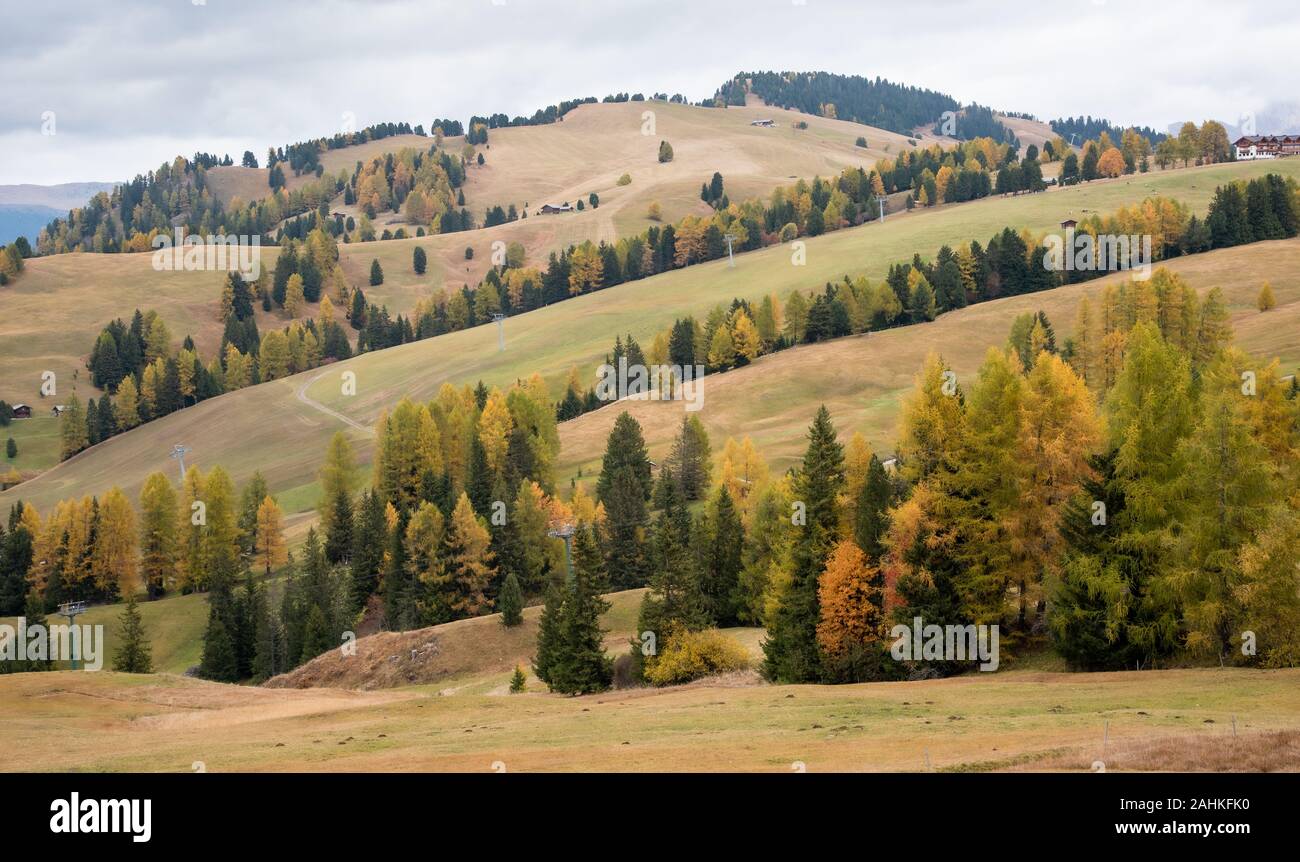 Landscape with beautiful Autumn yellow and green pine trees at the Alpe ...