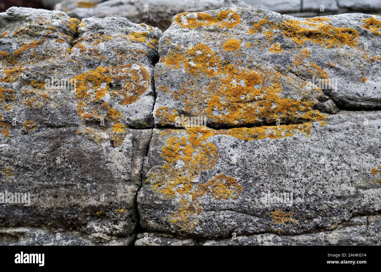 Lichen on rock at coast hi-res stock photography and images - Alamy
