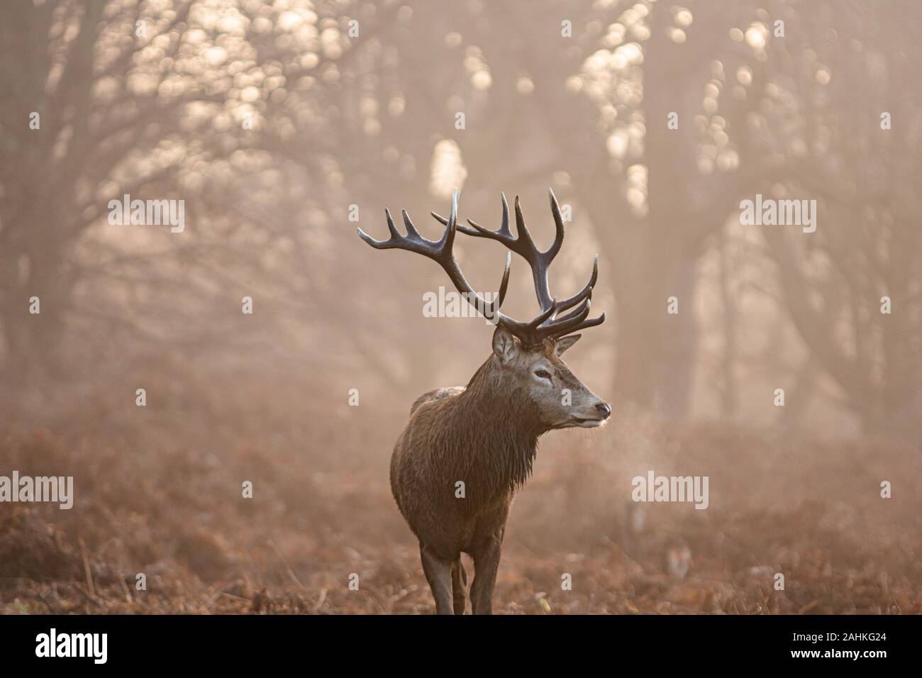 10 point stag hi-res stock photography and images - Alamy