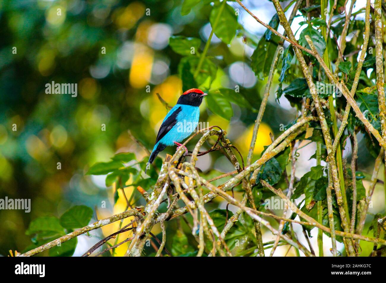 Photography bird of brazil Stock Photo - Alamy