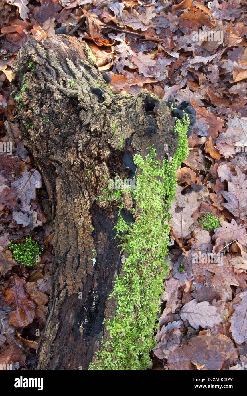 Abstract intimate landscape of moss on wet tree stump during a wet ...