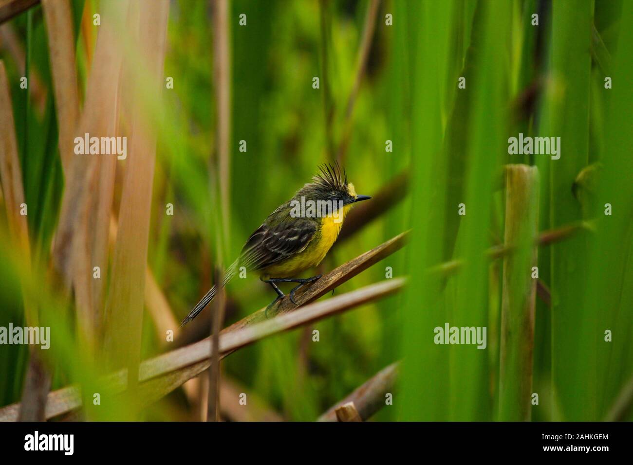 Bird perched on the cattail above the pond Stock Photo - Alamy
