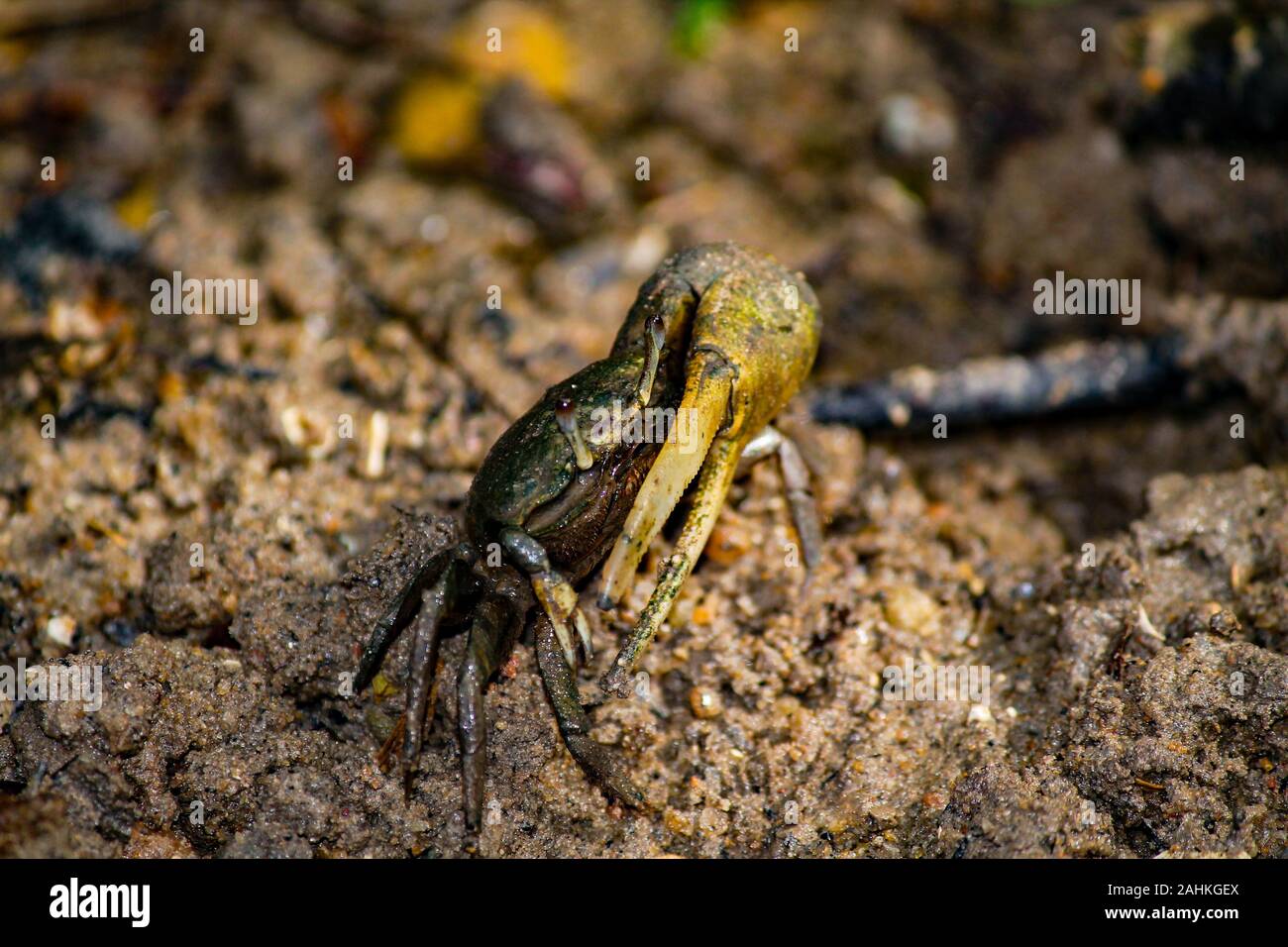 Mangrove forceps crab hi-res stock photography and images - Alamy