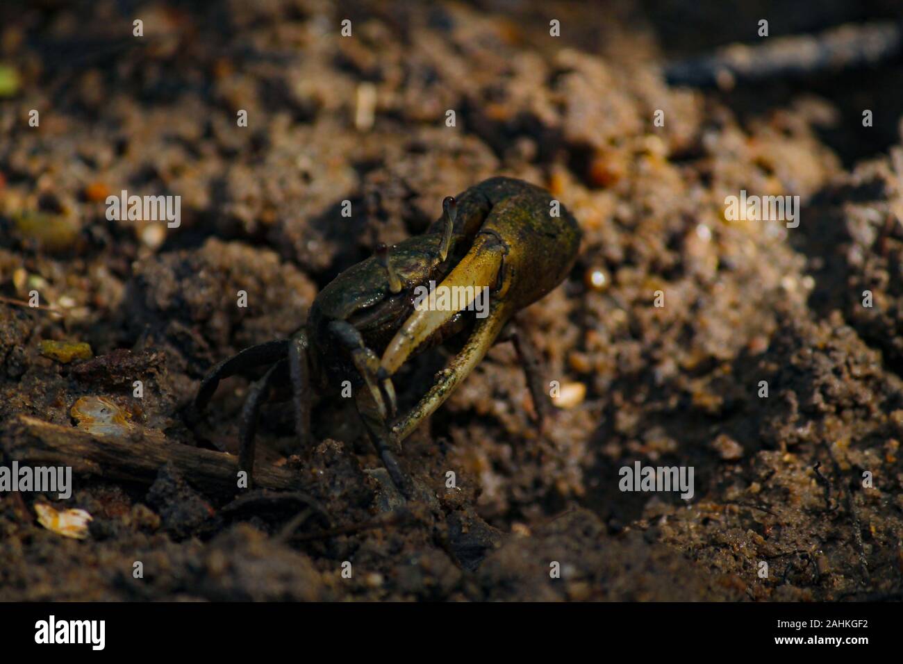 Mangrove forceps crab hi-res stock photography and images - Alamy