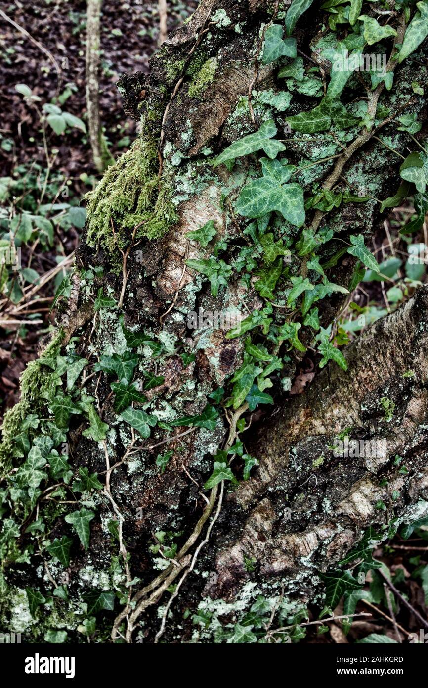 Abstract intimate landscape of moss on wet tree stump during a wet ...
