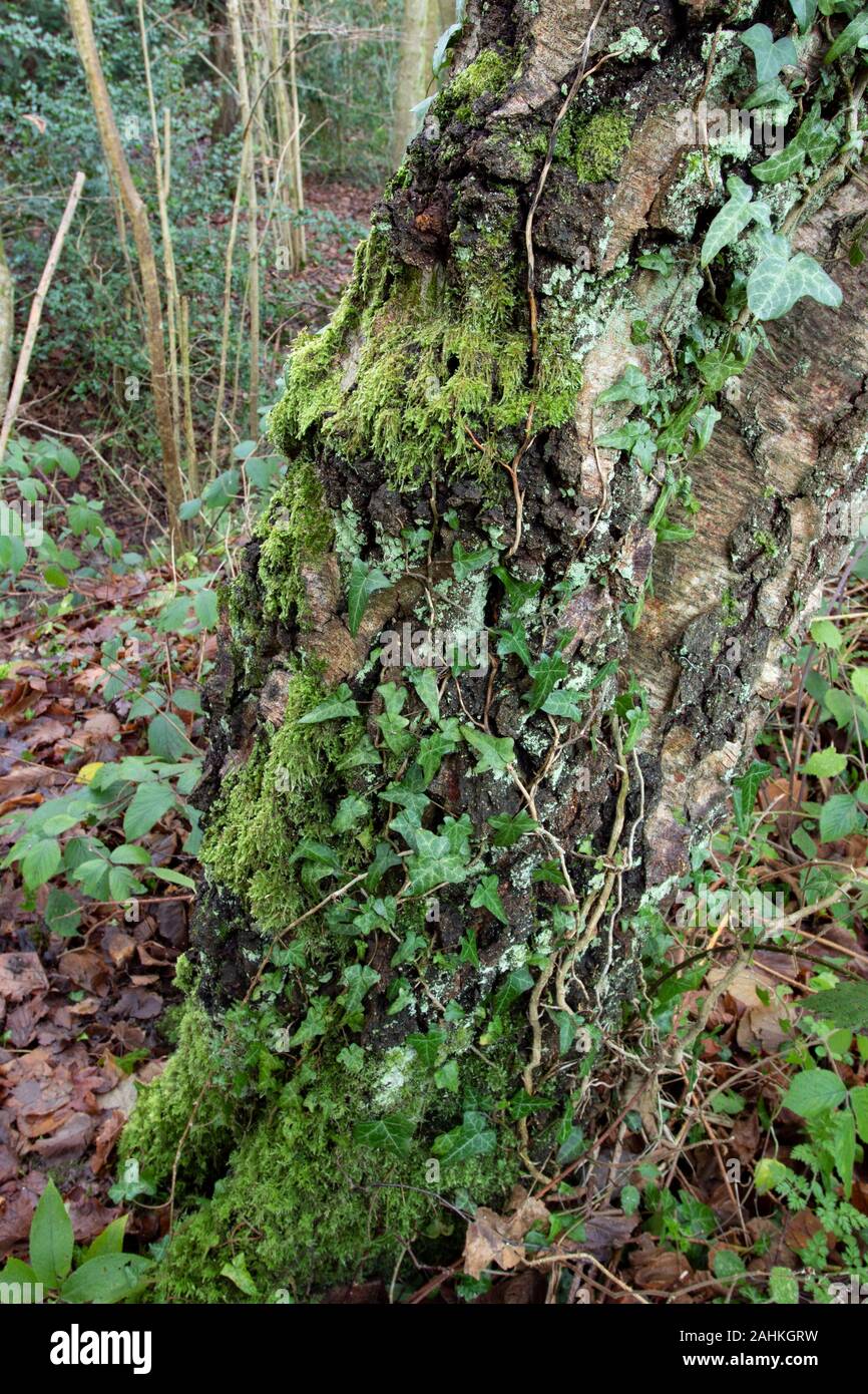 Abstract intimate landscape of moss on wet tree stump during a wet ...