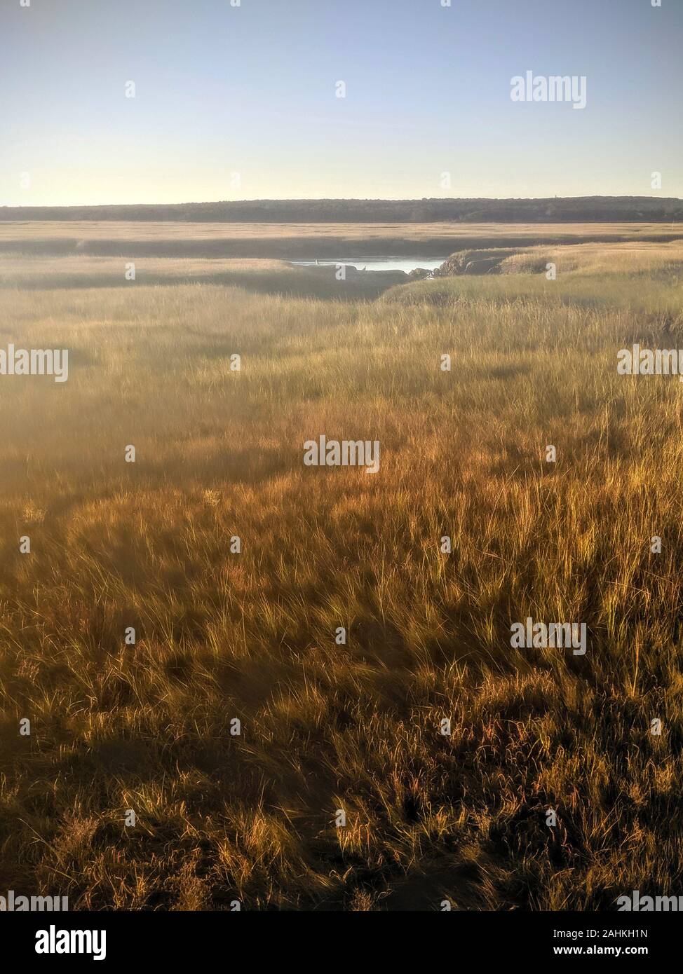 Wind Blown Grass on a Salt Marsh Stock Photo - Alamy