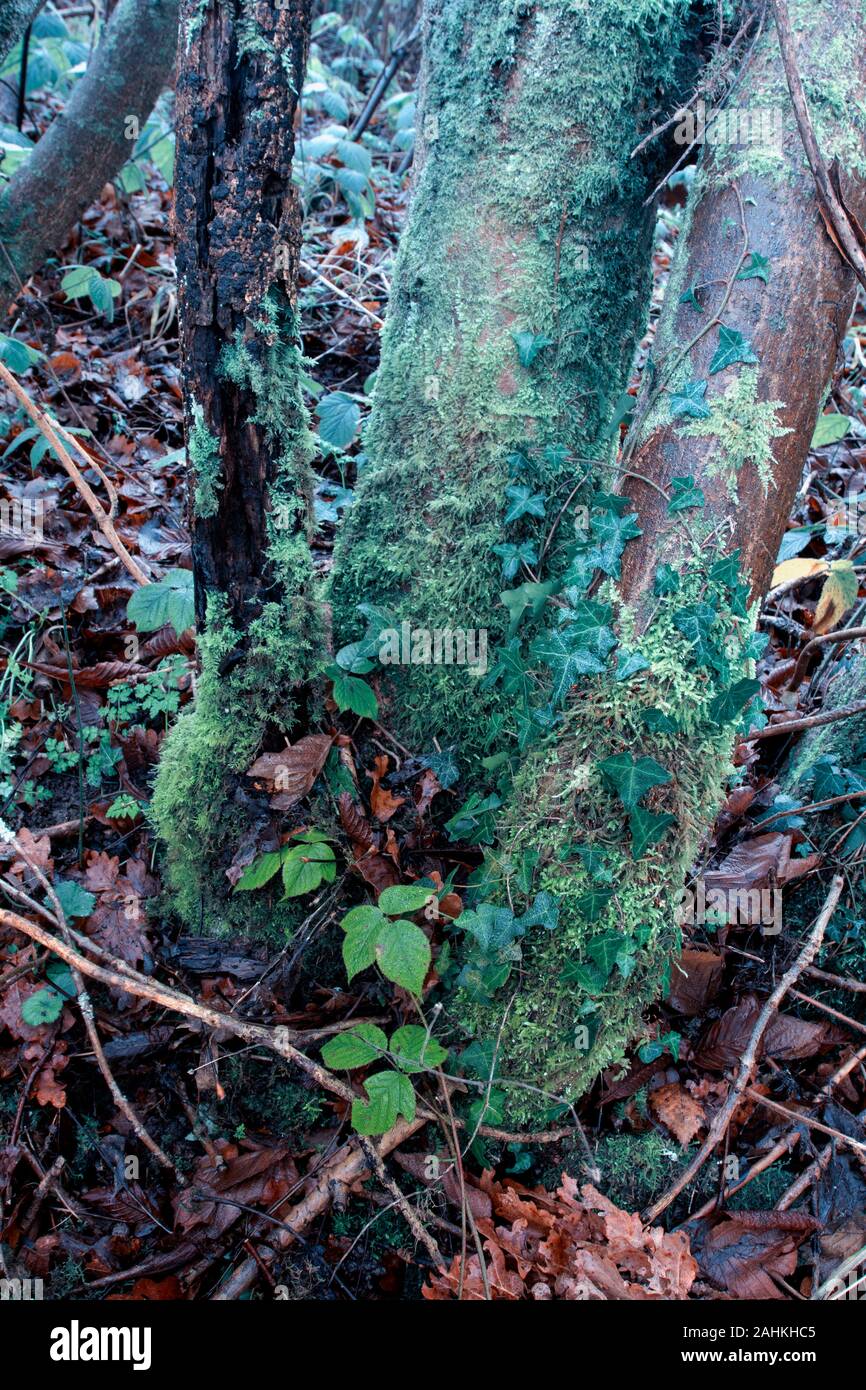Abstract intimate landscape of moss on wet tree stump during a wet ...