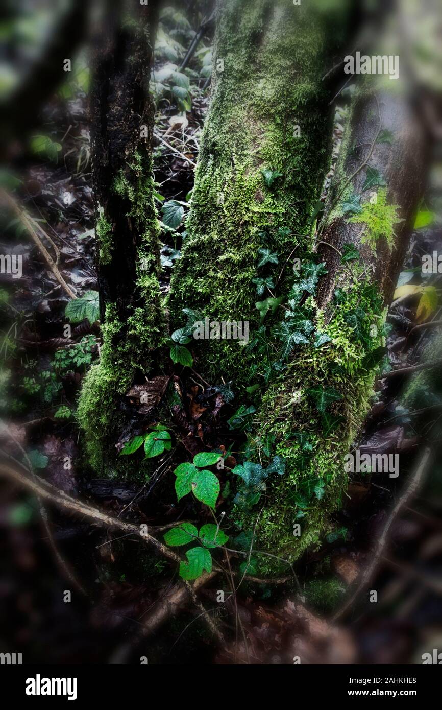 Abstract intimate landscape of moss on wet tree stump during a wet ...