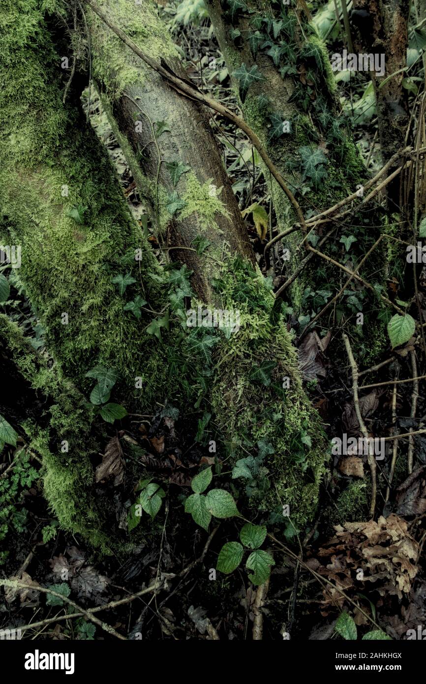 Abstract intimate landscape of moss on wet tree stump during a wet ...