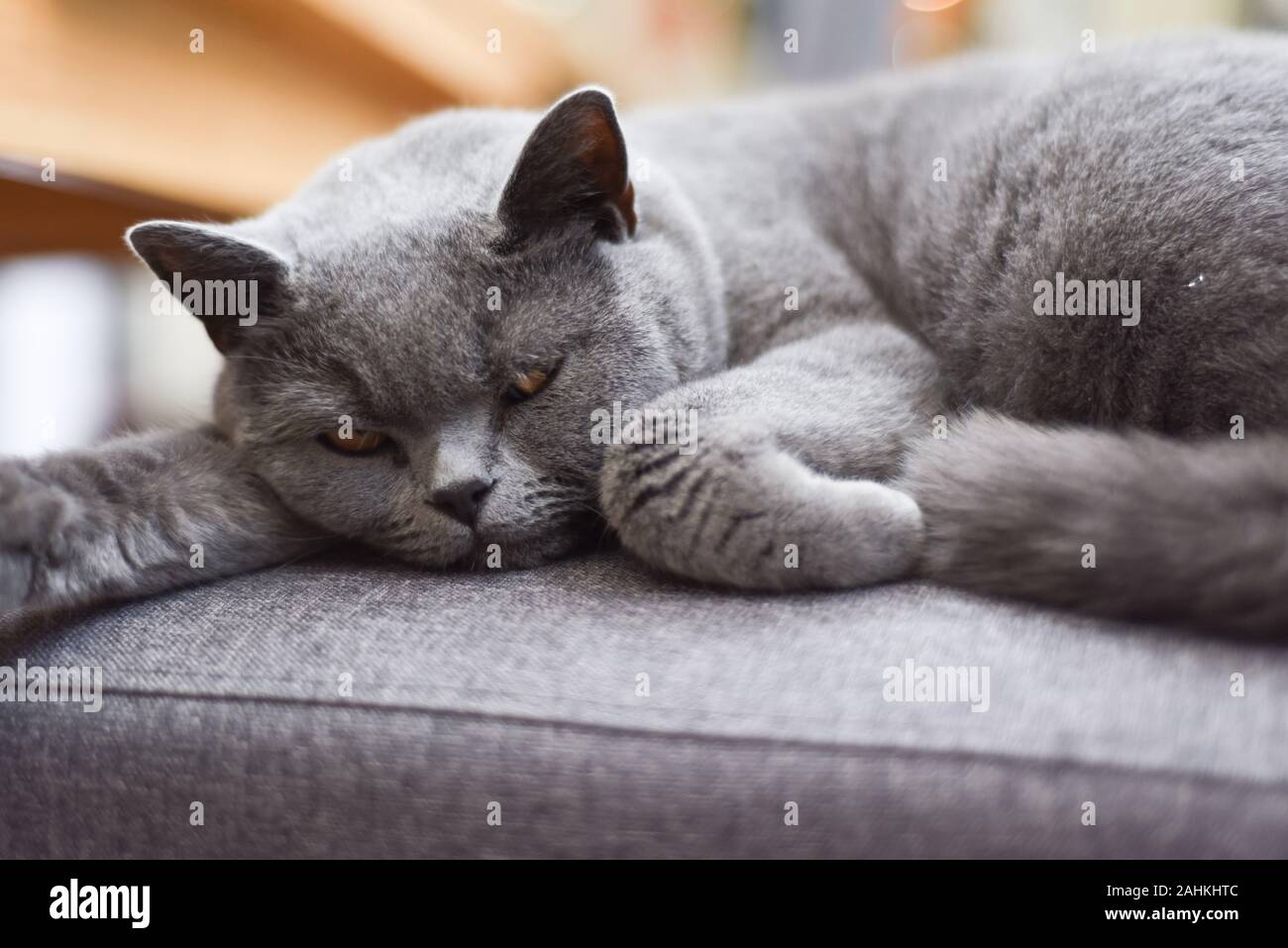 Sleeping restful cat waking up from a nap on favorite chair at home ...