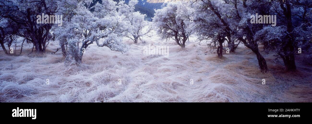 Scenic view of snow clad trees Stock Photo - Alamy