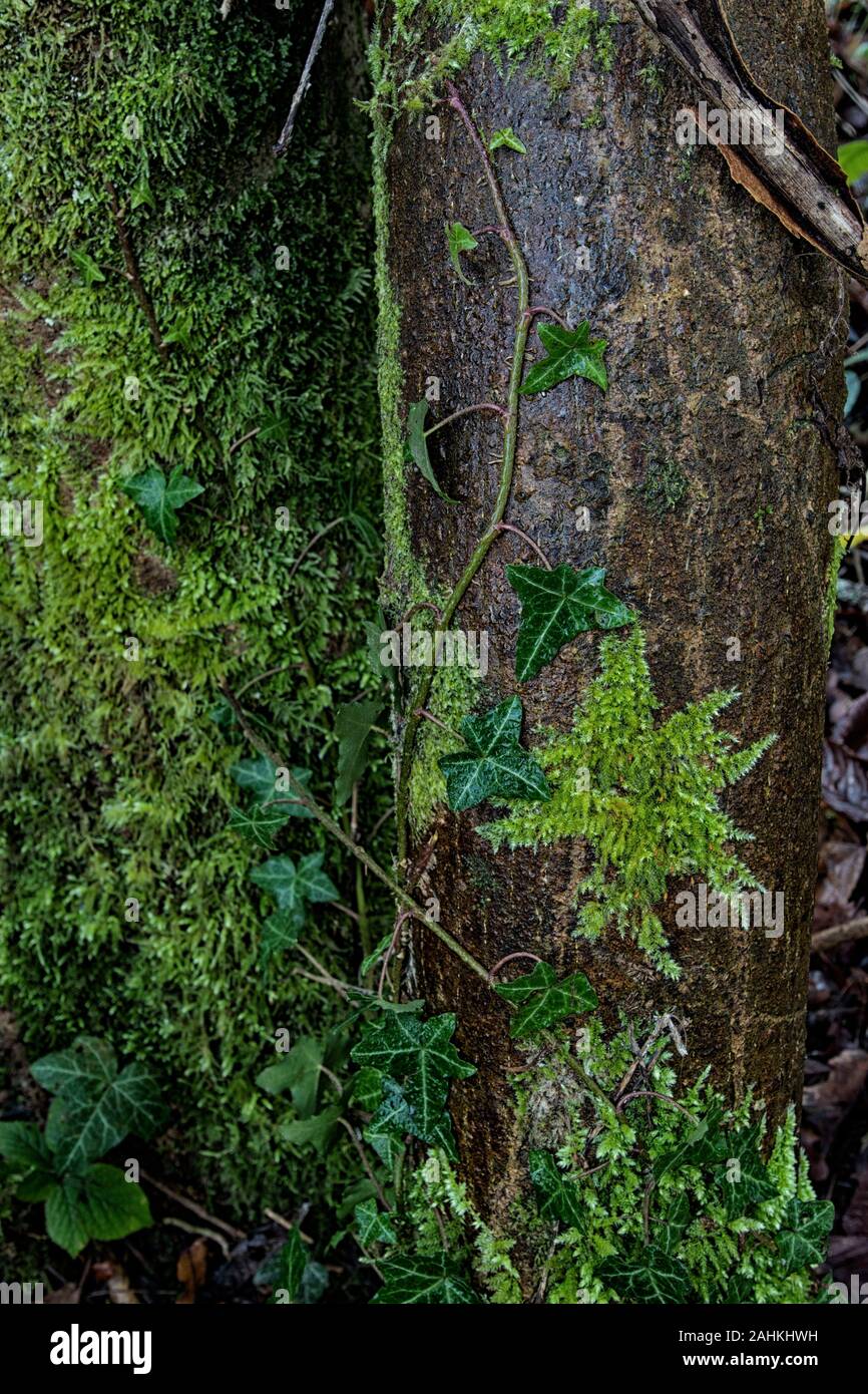 Abstract intimate landscape of moss on wet tree stump during a wet ...